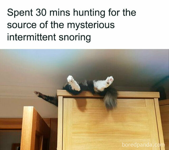 'Kind Humour': 20 Funny And Sweet Memes That Don't Offend Anyone | DeMilked