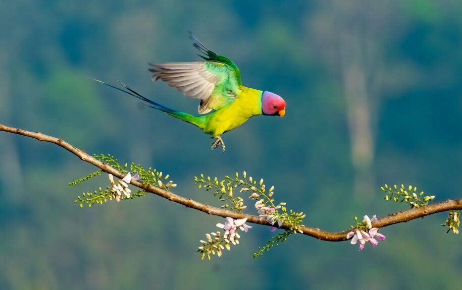 Bird Photographer Of The Year 2023 Unveils Winged Wonders (20 Pics ...