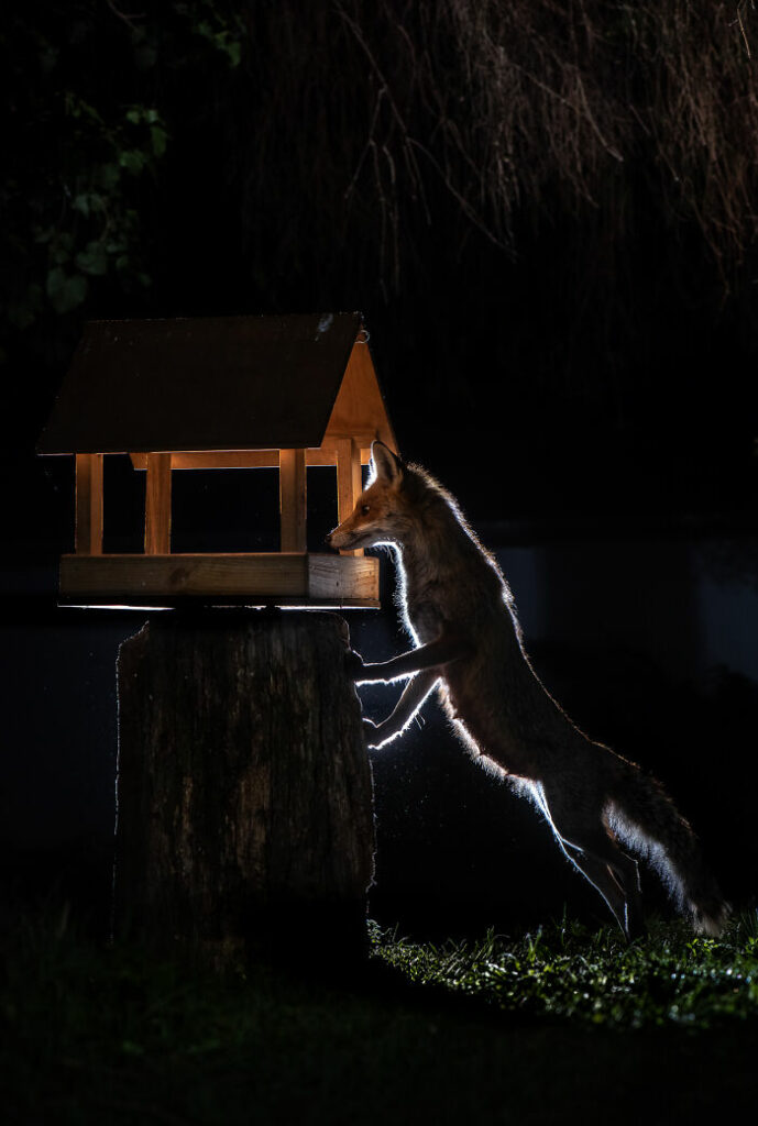 Milan Radisics Uses Motion Sensors To Capture Amazing Footage Of ‘Roxy ...