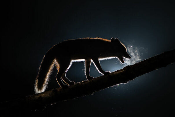 Milan Radisics Uses Motion Sensors To Capture Amazing Footage Of ‘Roxy ...