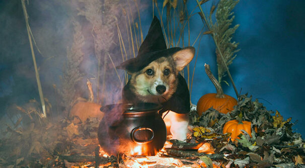 35 Times Pets Ruled Halloween | DeMilked