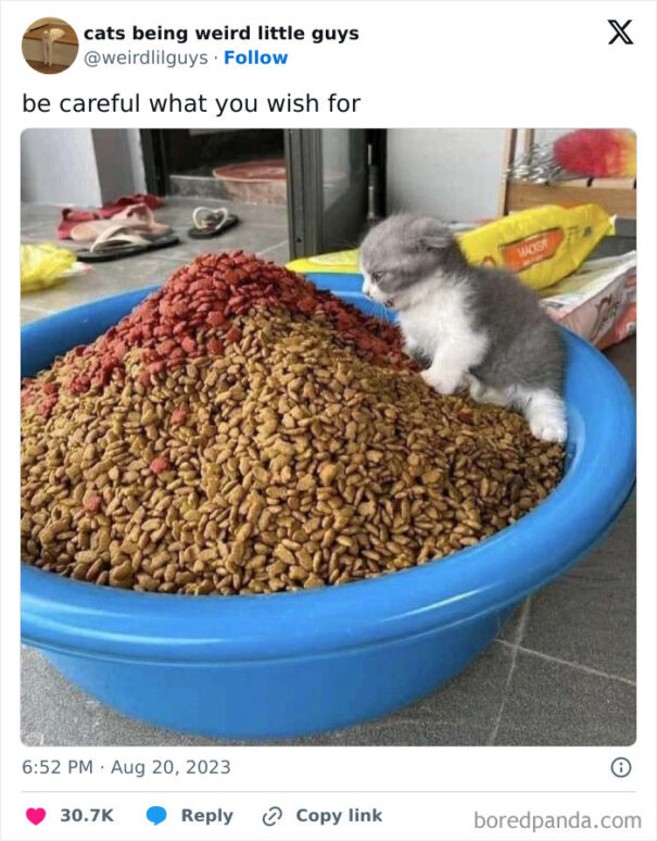 35 Weird And Funny Cats That Made Their Owners Post Photos In The ...