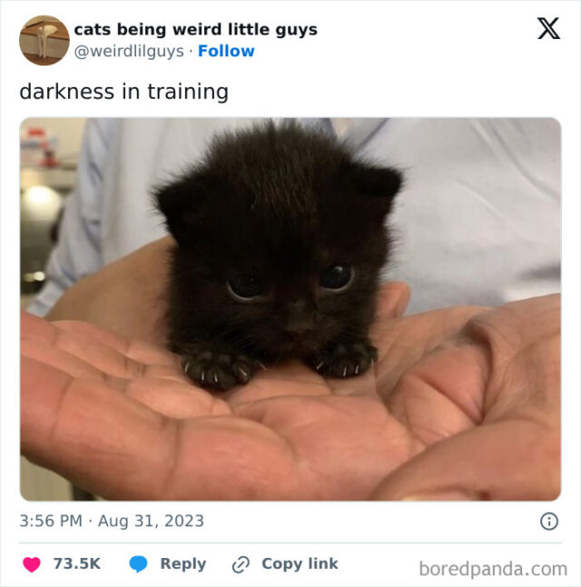 35 Weird And Funny Cats That Made Their Owners Post Photos In The ...