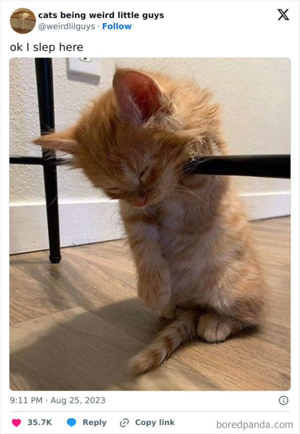 35 Weird And Funny Cats That Made Their Owners Post Photos In The "Weird Little Guys" Online ...