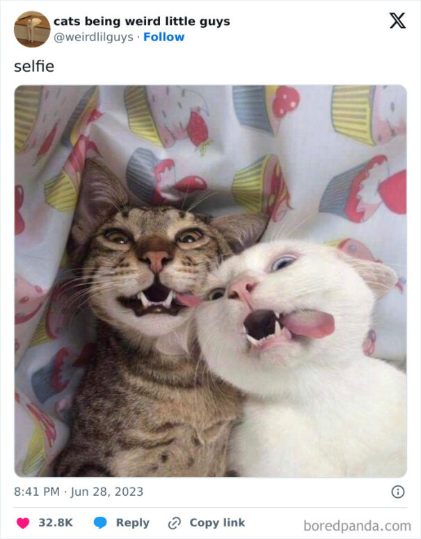 35 Weird And Funny Cats That Made Their Owners Post Photos In The "Weird Little Guys" Online ...