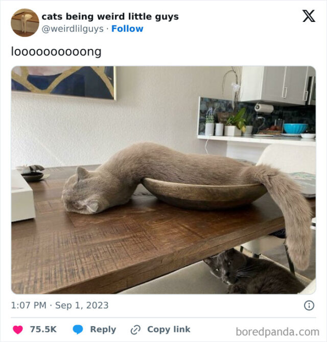 35 Weird And Funny Cats That Made Their Owners Post Photos In The "Weird Little Guys" Online ...