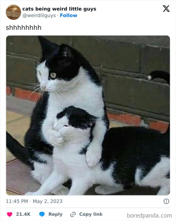 35 Weird And Funny Cats That Made Their Owners Post Photos In The "Weird Little Guys" Online ...