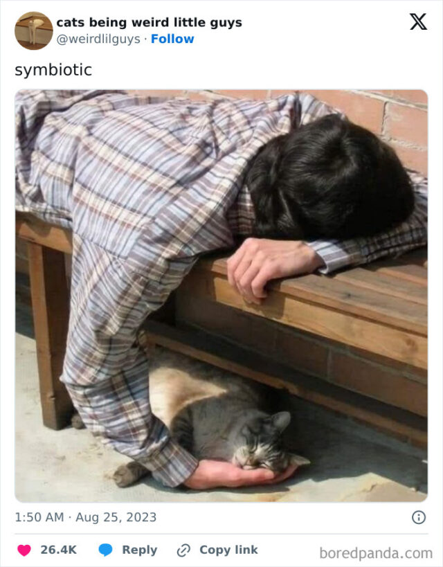 35 Weird And Funny Cats That Made Their Owners Post Photos In The "Weird Little Guys" Online ...