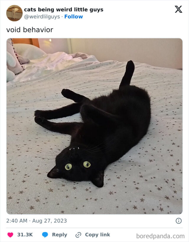 35 Weird And Funny Cats That Made Their Owners Post Photos In The "Weird Little Guys" Online ...