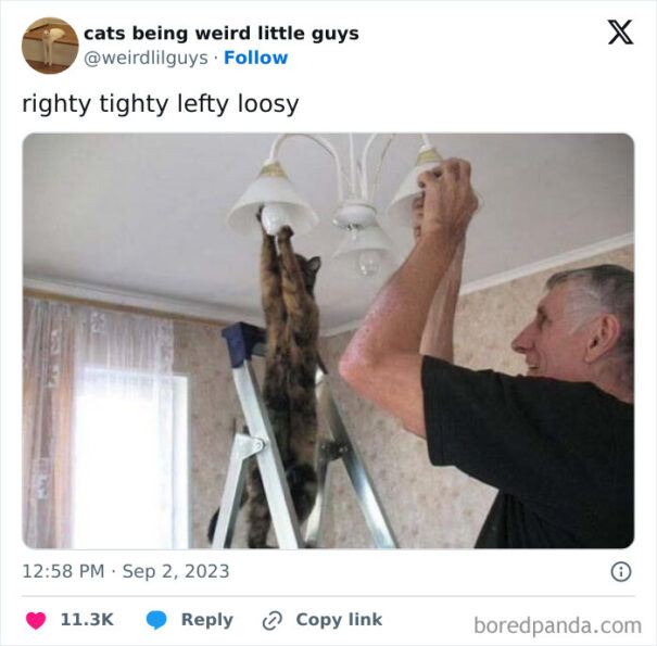 35 Weird And Funny Cats That Made Their Owners Post Photos In The "Weird Little Guys" Online ...