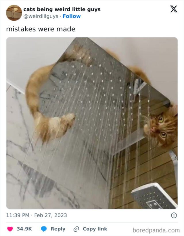 35 Weird And Funny Cats That Made Their Owners Post Photos In The "Weird Little Guys" Online ...