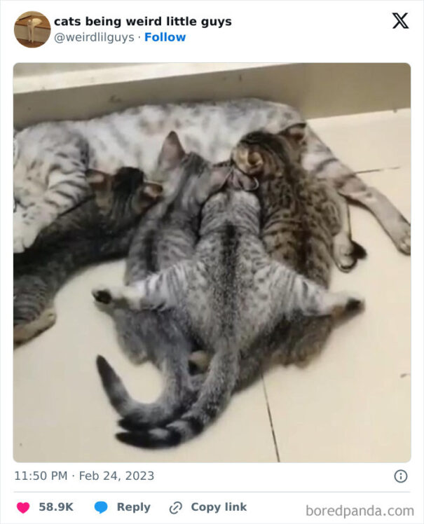 35 Weird And Funny Cats That Made Their Owners Post Photos In The "Weird Little Guys" Online ...