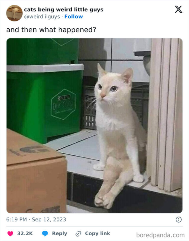 35 Weird And Funny Cats That Made Their Owners Post Photos In The "Weird Little Guys" Online ...