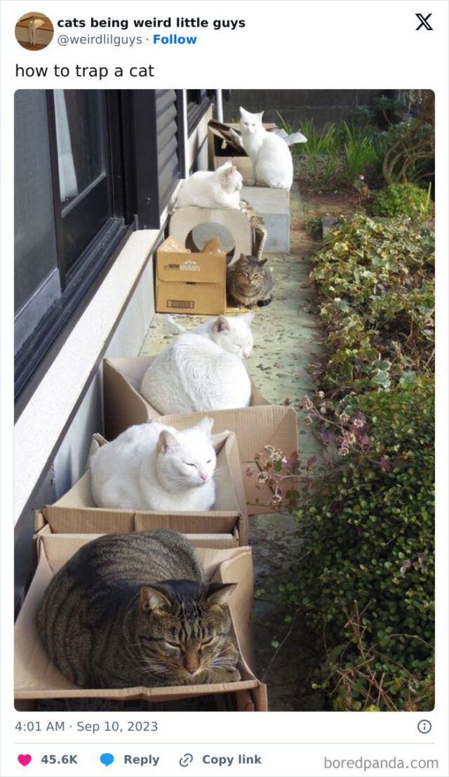 35 Weird And Funny Cats That Made Their Owners Post Photos In The ...