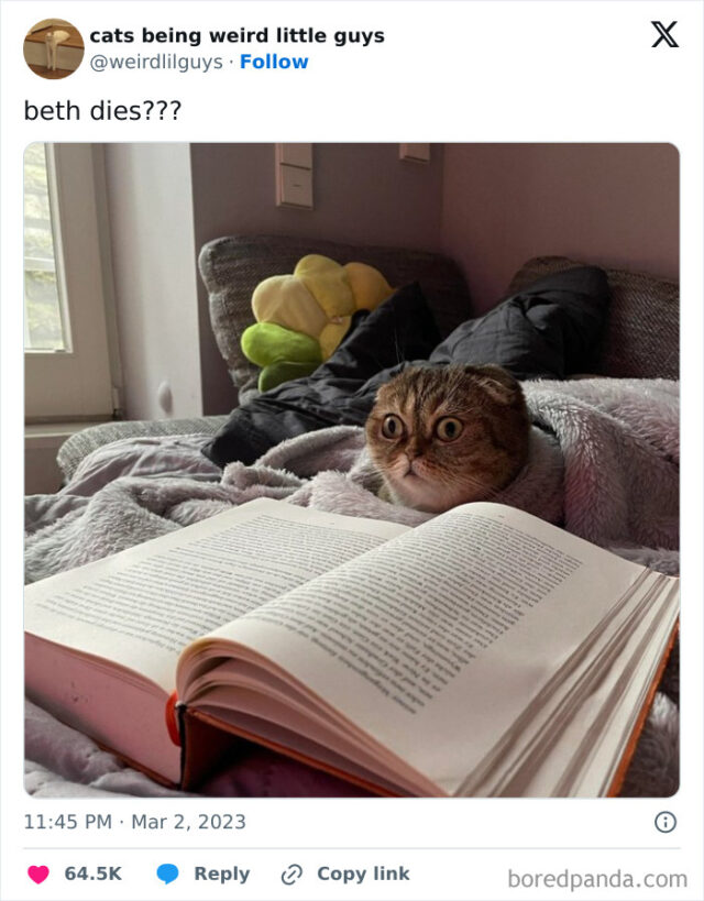 35 Weird And Funny Cats That Made Their Owners Post Photos In The "Weird Little Guys" Online ...