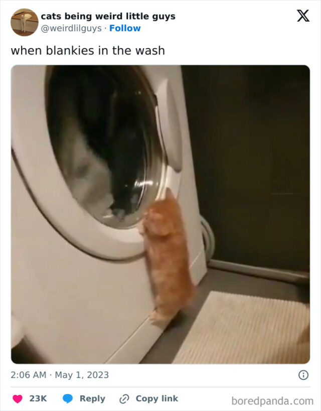 35 Weird And Funny Cats That Made Their Owners Post Photos In The ...