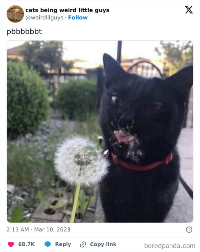 35 Weird And Funny Cats That Made Their Owners Post Photos In The "Weird Little Guys" Online ...