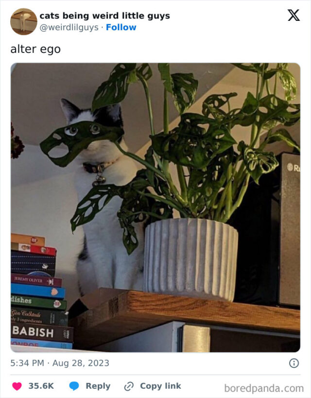 35 Weird And Funny Cats That Made Their Owners Post Photos In The "Weird Little Guys" Online ...