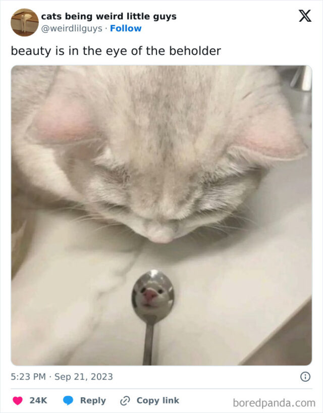 35 Weird And Funny Cats That Made Their Owners Post Photos In The "Weird Little Guys" Online ...