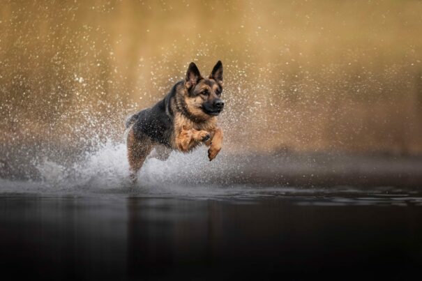 15 Award-Winning Photos From The 2023 International Pet Photography ...