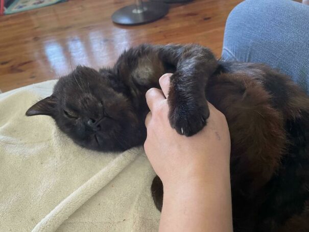 35 Adorable Pet Adoption Pictures To Make Your Day A Little Better ...