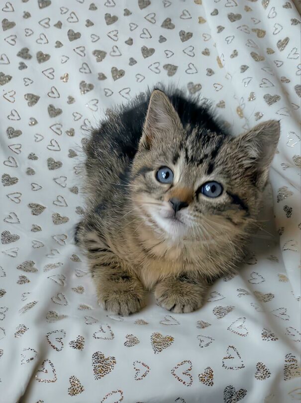 35 Adorable Pet Adoption Pictures To Make Your Day A Little Better ...