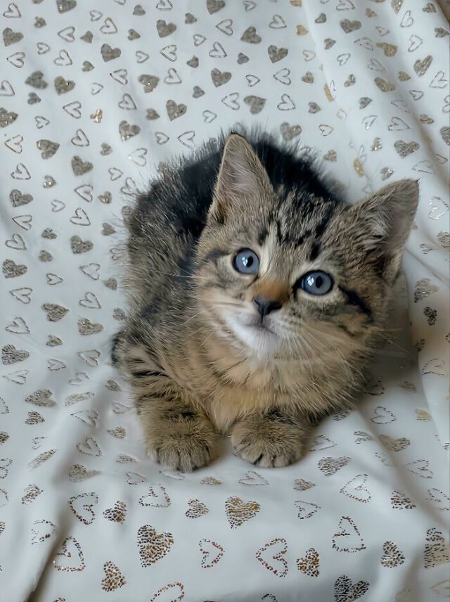 35 Adorable Pet Adoption Pictures To Make Your Day A Little Better ...