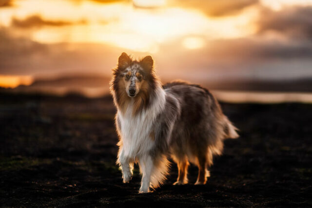 Magical Moments: 40 Photographs Of Dogs In Iceland | DeMilked