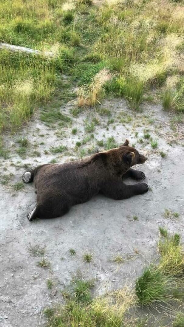 40 Hilarious Animal ‘Sploots’ To Make Your Day | DeMilked