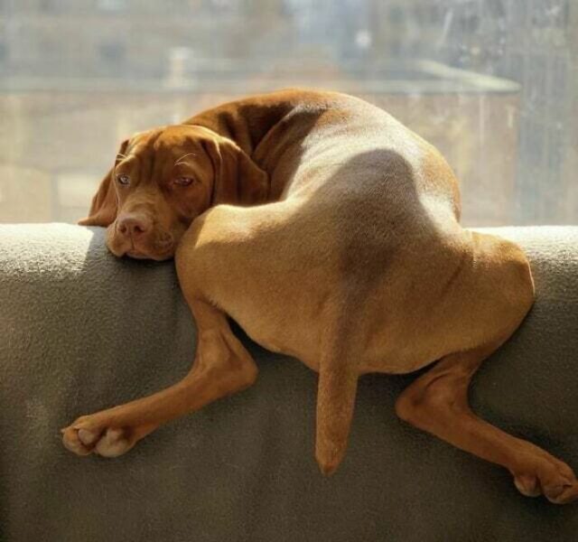 40 Hilarious Animal ‘Sploots’ To Make Your Day | DeMilked