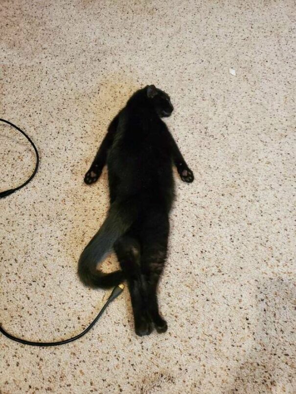 40 Hilarious Animal ‘Sploots’ To Make Your Day | DeMilked