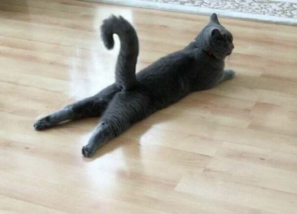 40 Hilarious Animal ‘Sploots’ To Make Your Day | DeMilked