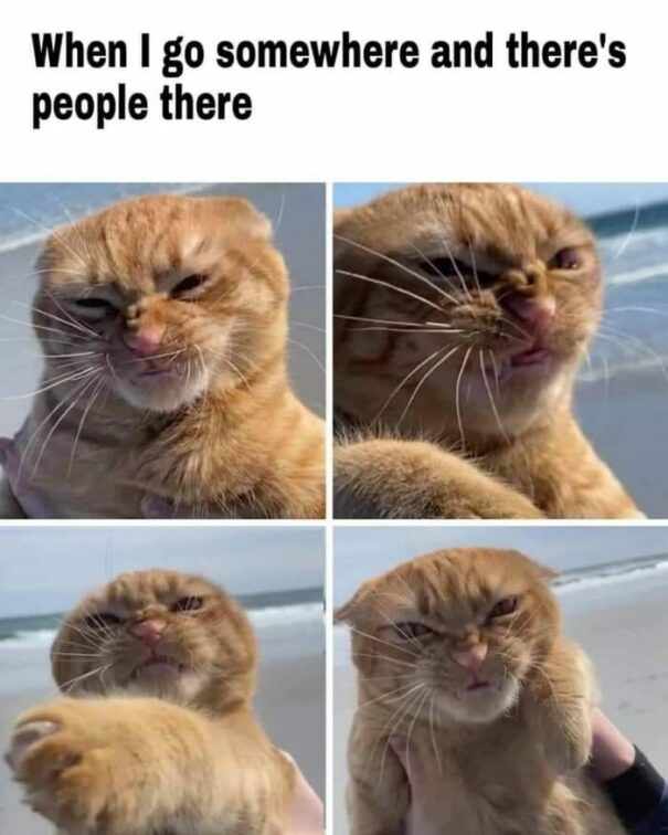 35 Hilarious Memes That Got Featured On "The Funny Introvert" Instagram ...