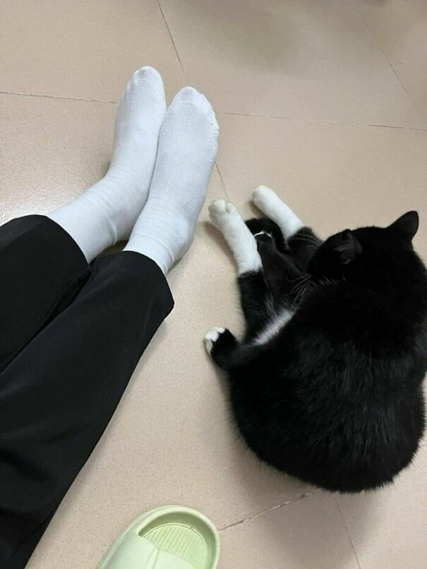 42 Undeniably "Important Animal Images" That You Have To See | DeMilked