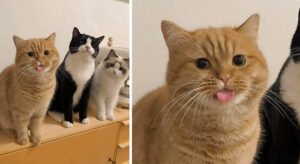 42 Undeniably "Important Animal Images" That You Have To See | DeMilked