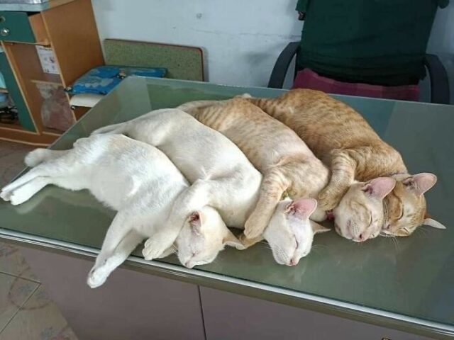 42 Undeniably "Important Animal Images" That You Have To See | DeMilked
