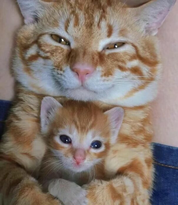 42 Undeniably "Important Animal Images" That You Have To See | DeMilked