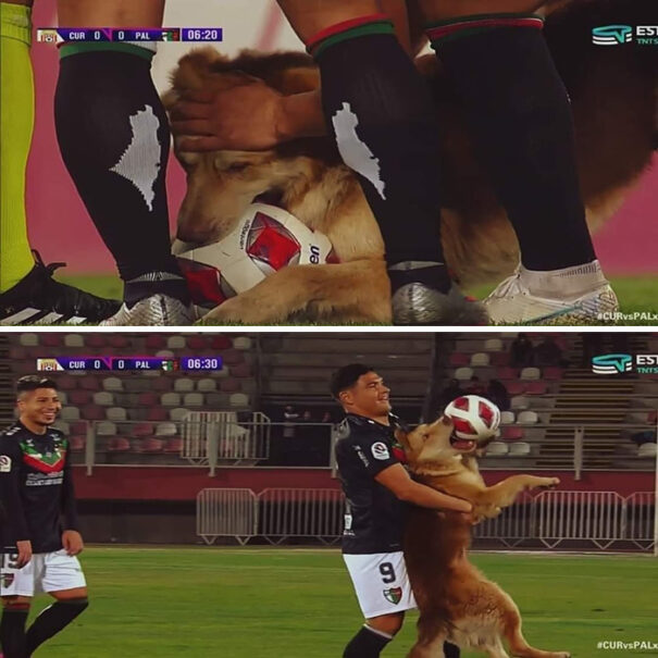 42 Undeniably "Important Animal Images" That You Have To See | DeMilked