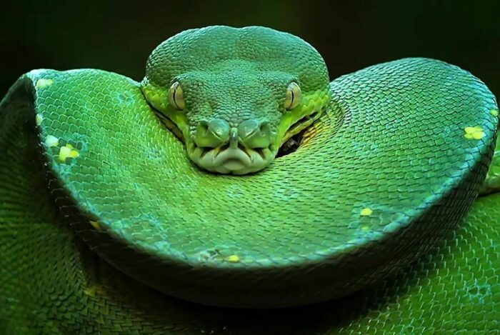 25 Times This Photographer Shared Up-Close Photos Of Cold-Blooded ...
