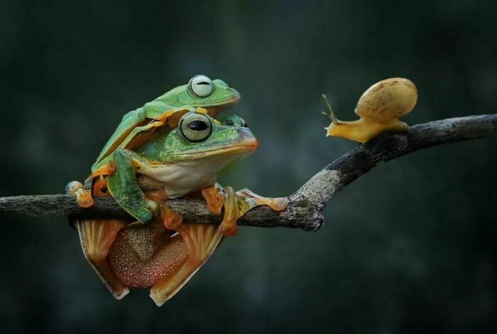 25 Times This Photographer Shared Up-Close Photos Of Cold-Blooded ...