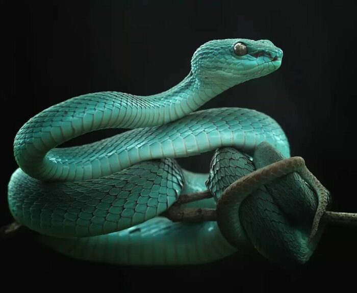 25 Times This Photographer Shared Up-Close Photos Of Cold-Blooded ...