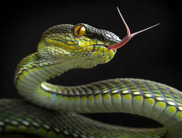 25 Times This Photographer Shared Up-Close Photos Of Cold-Blooded ...