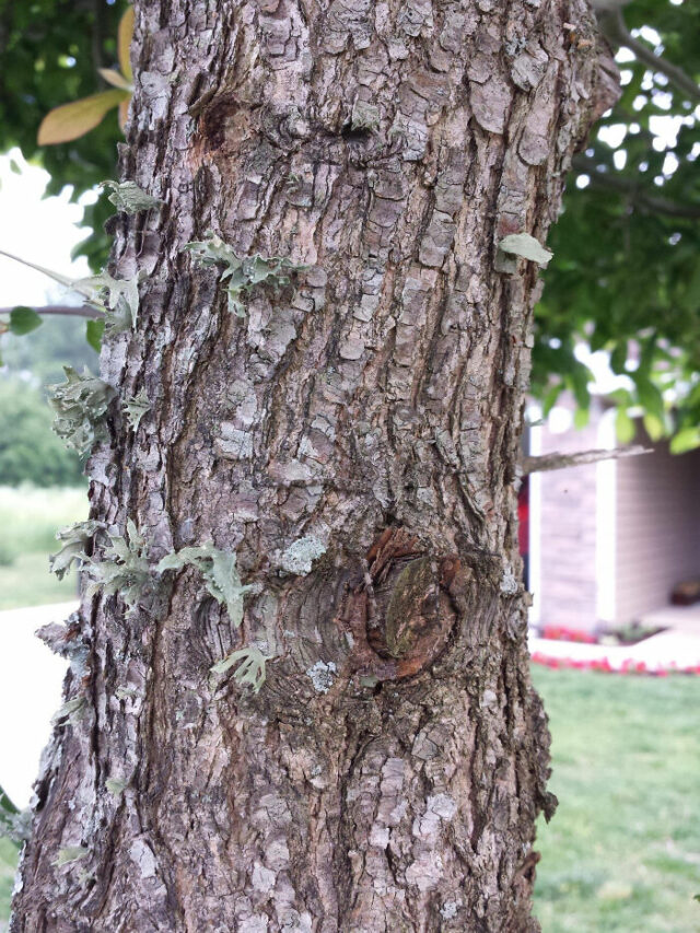 30 Times People Spotted Objects Hiding In Plain Sight, Shared In This Online Group | DeMilked