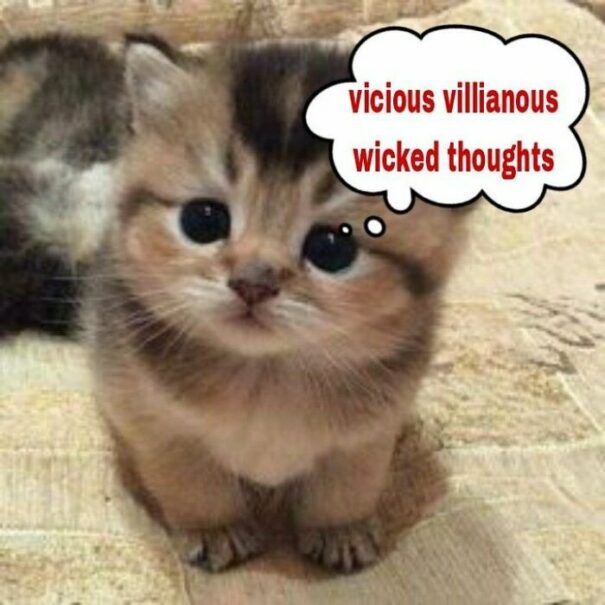 30 ‘Chaotic Cat Pictures’ That People Can’t Seem To Get Enough Of ...