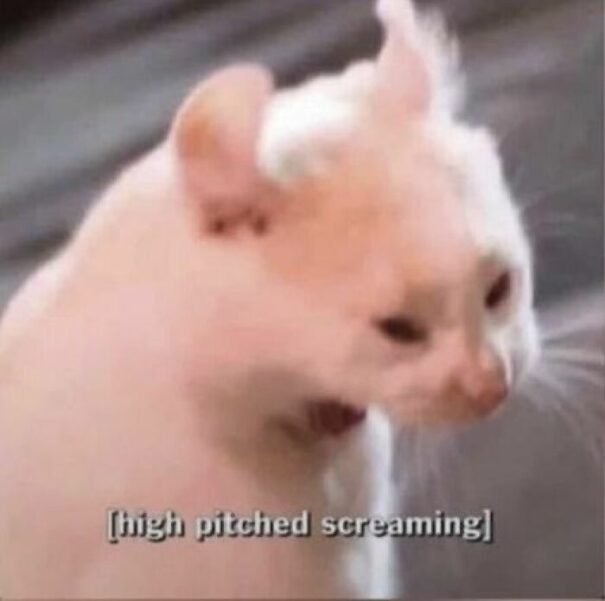 30 ‘Chaotic Cat Pictures’ That People Can’t Seem To Get Enough Of ...