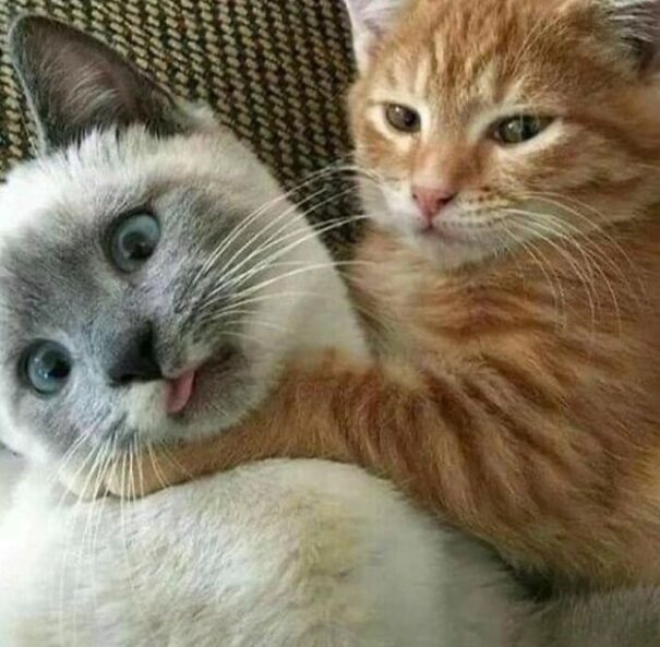 30 ‘Chaotic Cat Pictures’ That People Can’t Seem To Get Enough Of ...