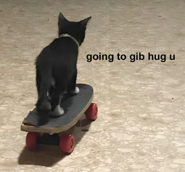 30 ‘Chaotic Cat Pictures’ That People Can’t Seem To Get Enough Of ...