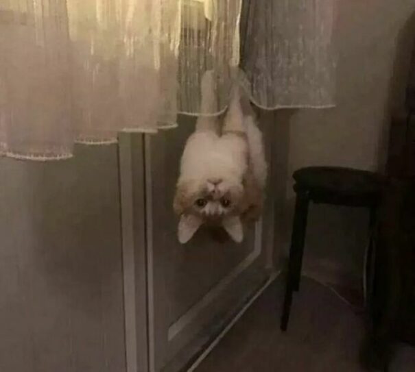 30 ‘Chaotic Cat Pictures’ That People Can’t Seem To Get Enough Of ...