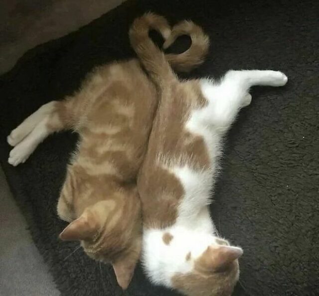 30 ‘Chaotic Cat Pictures’ That People Can’t Seem To Get Enough Of ...