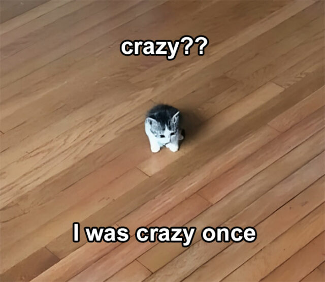 30 ‘Chaotic Cat Pictures’ That People Can’t Seem To Get Enough Of ...